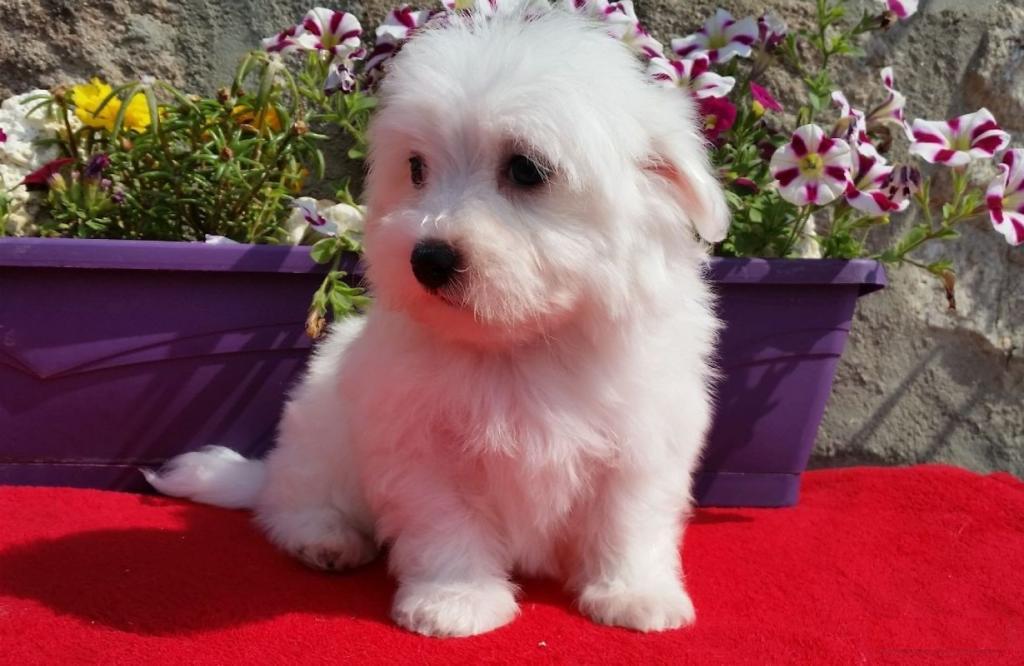 Photos A donner chiot type bichon maltais femelle | Chiens