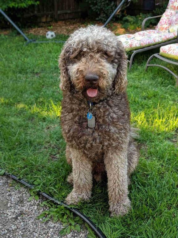 Caniche royal brun chocolat male accouplement - Annonce a Blainville