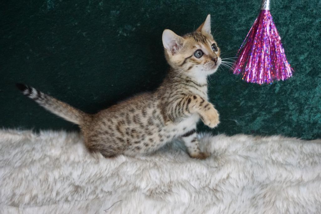 Achat chat à vendre Montréal | Annonce chaton a donner Montréal