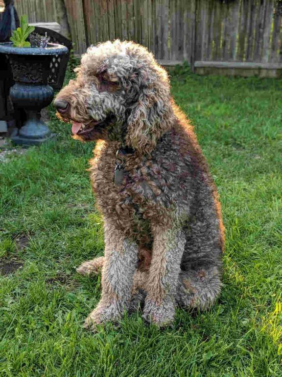 Caniche royal brun chocolat male accouplement - Annonce a Blainville